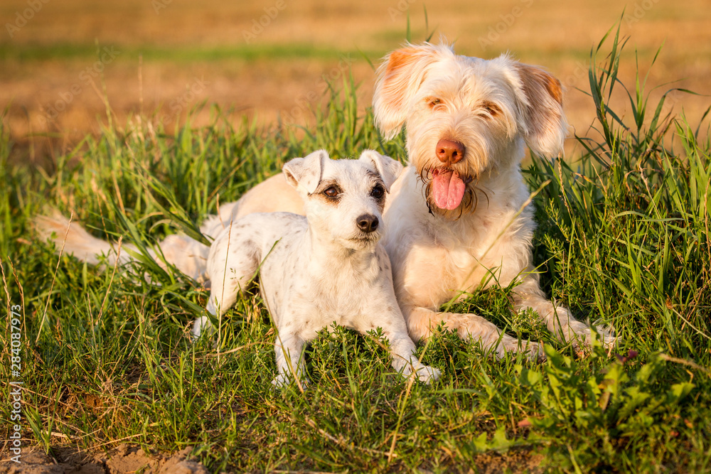 Tierfreundschaften zwei Hunde auf einer Wiese im Sonnenuntergang ...