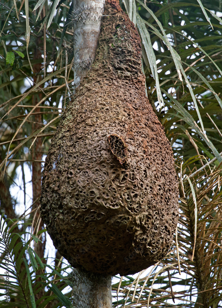 Giant bee nest taken in the amazon rainforest Stock Photo | Adobe Stock