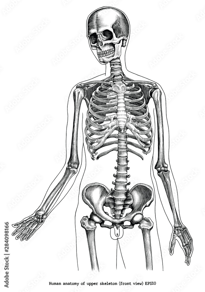 Antique engraving illustration of Human anatomy of upper skeleton ...