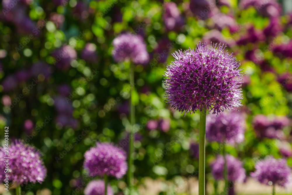Allium Giganteum blooming. Few balls of blossoming Allium flowers ...