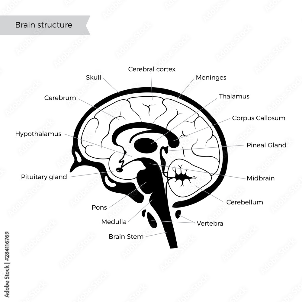 Vector illustration of human brain anatomy Stock Vector | Adobe Stock