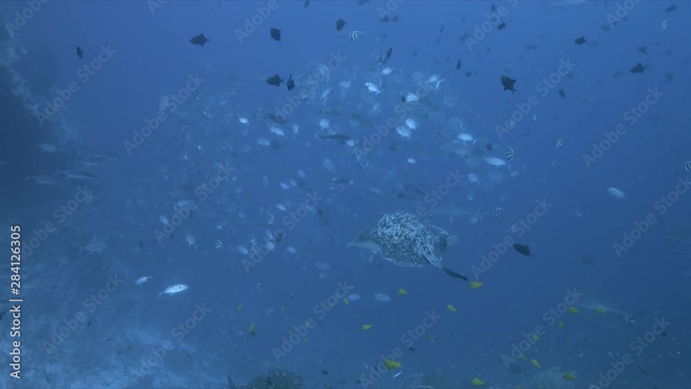 Marble Ray swims on a coral reef with plenty fish. School of Bigeye ...