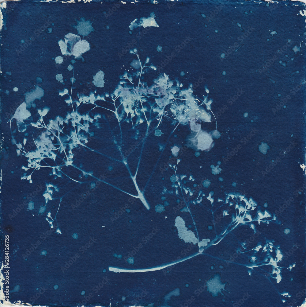Cyanotype seedheads Stock Illustration | Adobe Stock