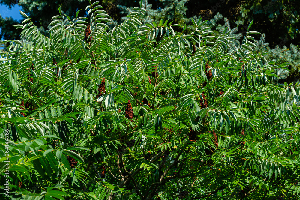 Green leaves and red inflorescences of the seeds of sumac deer or sumac ...