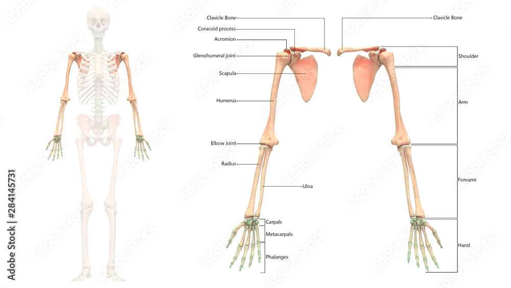 Human Skeleton System Upper Limbs Anatomy Anterior View Stock ...