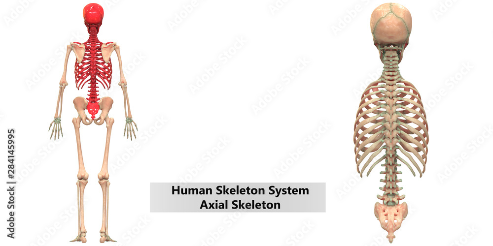 Human Skeleton System Axial Skeleton System Anatomy Posterior View ...