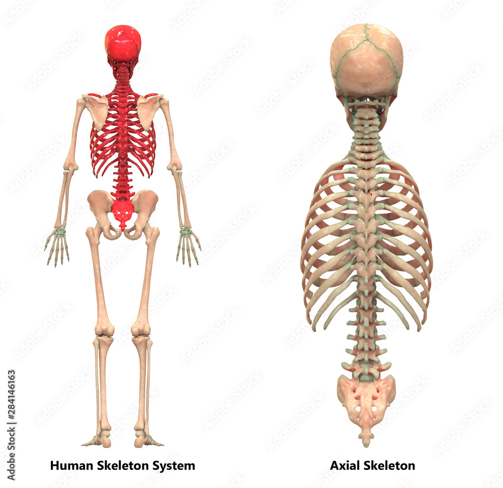 Human Skeleton System Axial Skeleton System Anatomy Posterior View ...
