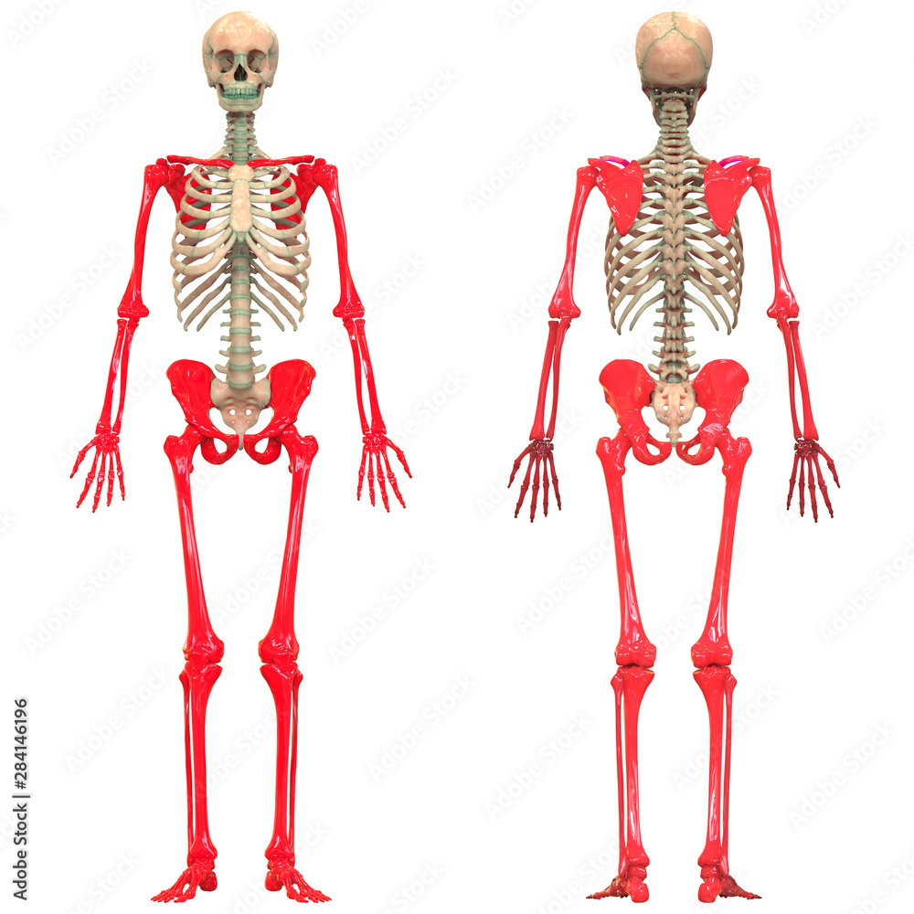 Human Skeleton System Axial Skeleton Anatomy Stock Illustration | Adobe ...