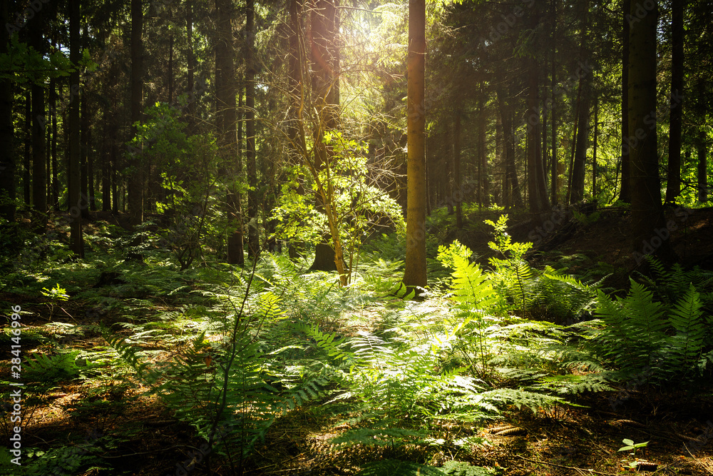 Sonnenlicht bricht durch dichten Nadelwald mit Farnen und grünem ...