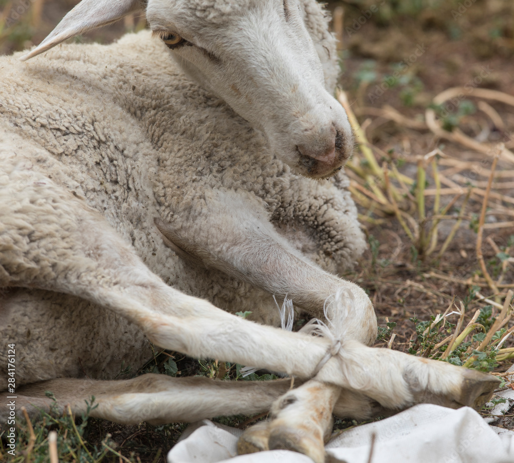 Animal for the Feast of Sacrifice. Muslim Holiday Kurban Bayrami, aid ...