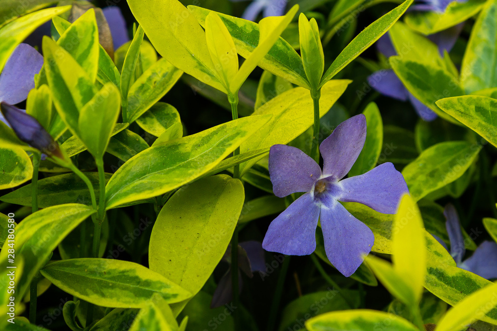 Vinca major Variegata in spring garden. Blue flower of vinca major ...