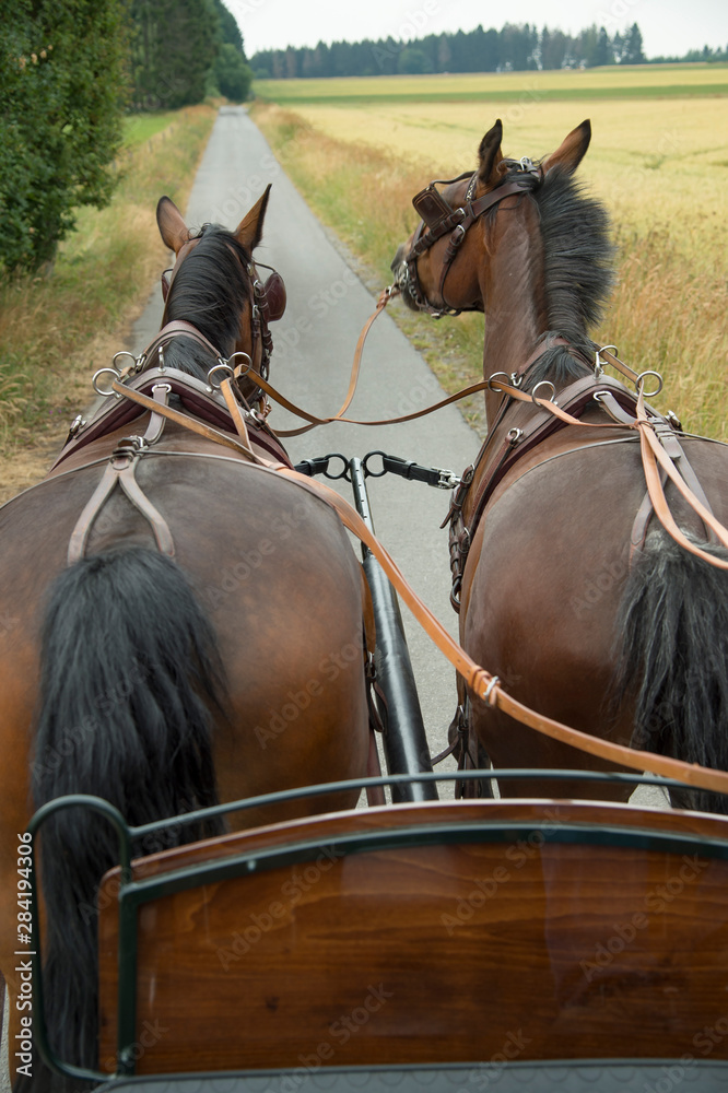 Foto de Two horses of the breed Saxon Thuringian heavy warm blood pull ...