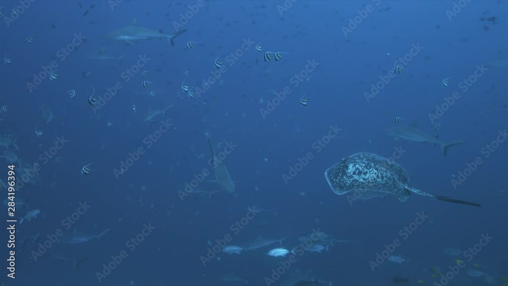 Marble Ray swims on a coral reef with plenty fish. School of Bigeye ...