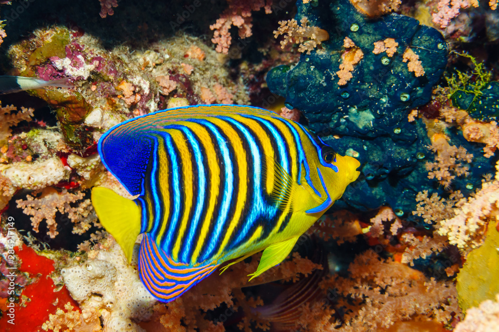 Royal angelfish (Pygoplites diacanthus). Red Sea, Egypt. Stock Photo ...