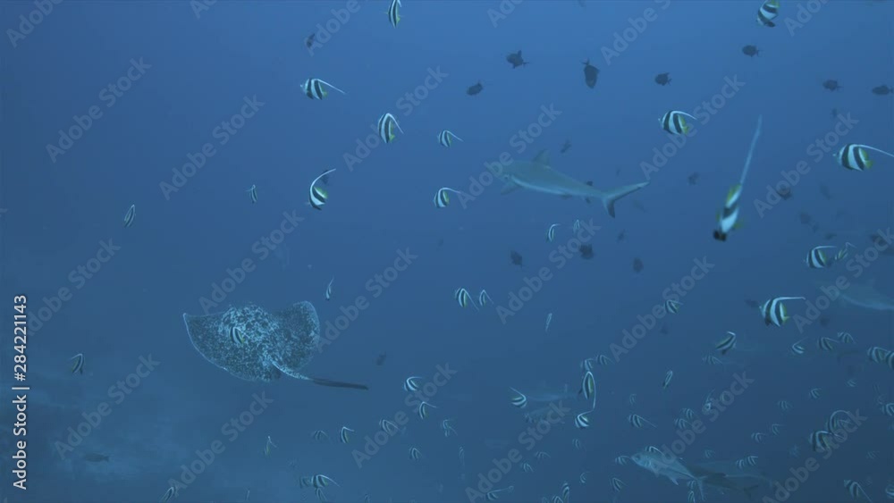 Marble Ray swims on a coral reef with plenty fish. School of Bigeye ...