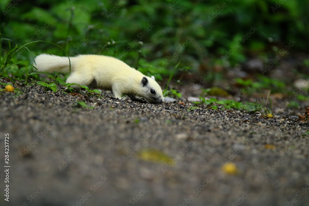 Foto de Funny young squirrel in a national park at a riany day. Small ...