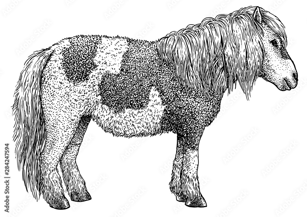 Pony illustration, drawing, engraving, ink, line art, vector Stock ...
