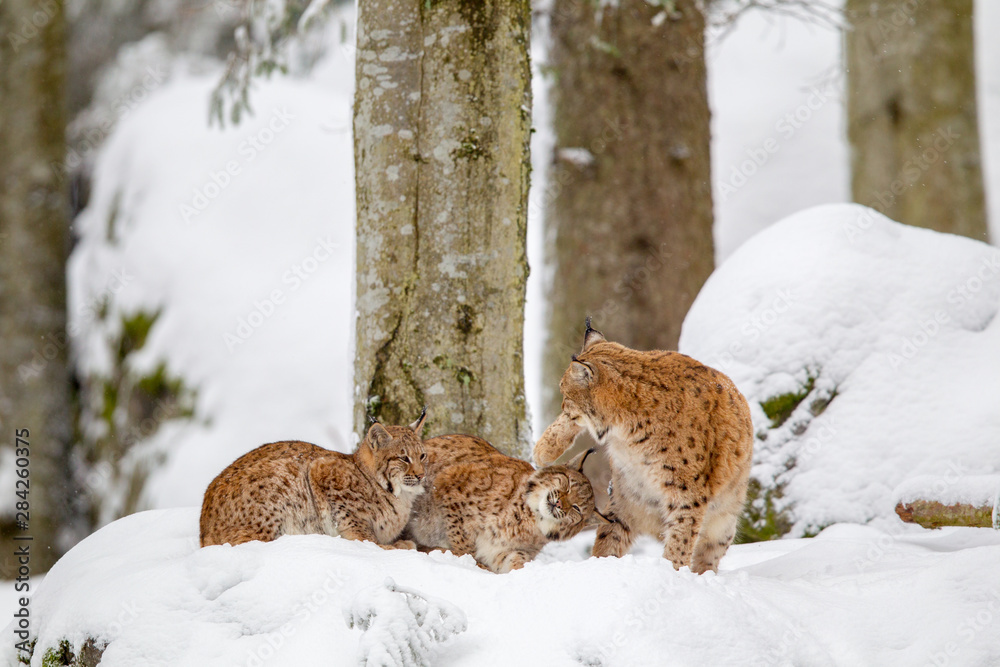 Eurasian lynx (Lynx lynx) family, mother with two kittens, in the snow ...