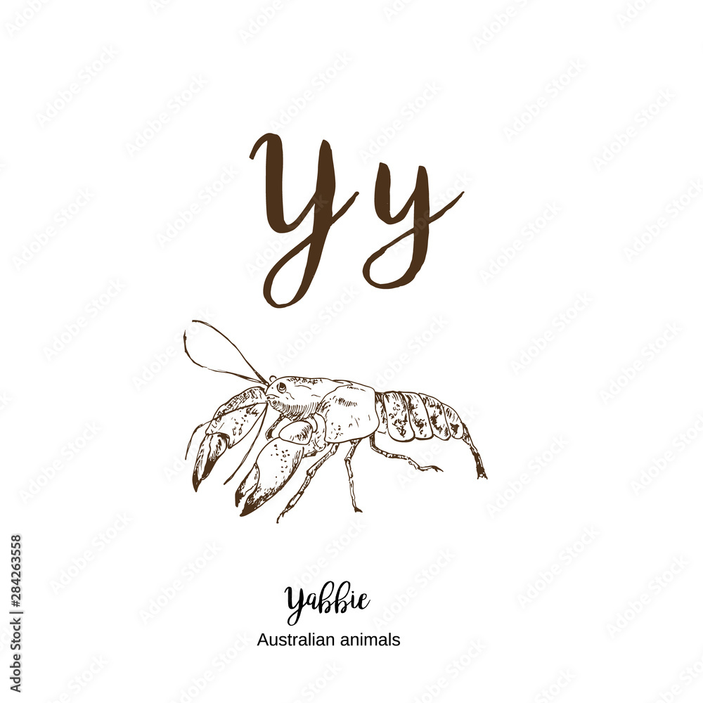 Yabbie, A to z, alphabet sketch australian animals drawing vector ...