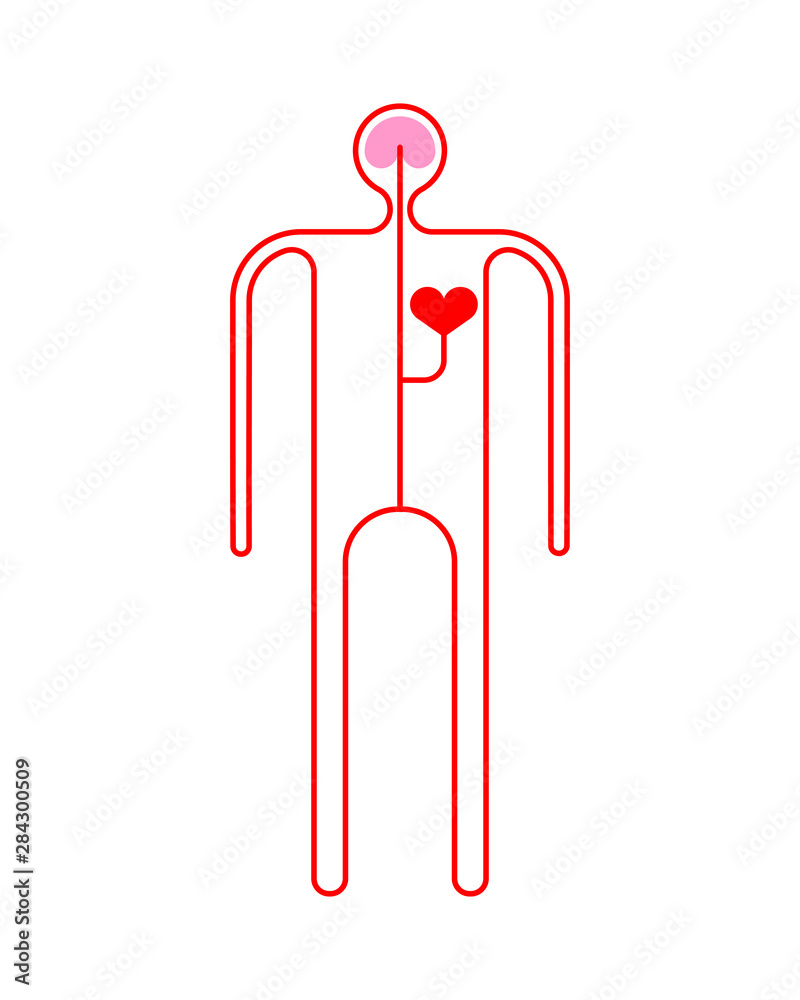 Human circulatory system cartoon. Body anatomy. vector illustration ...