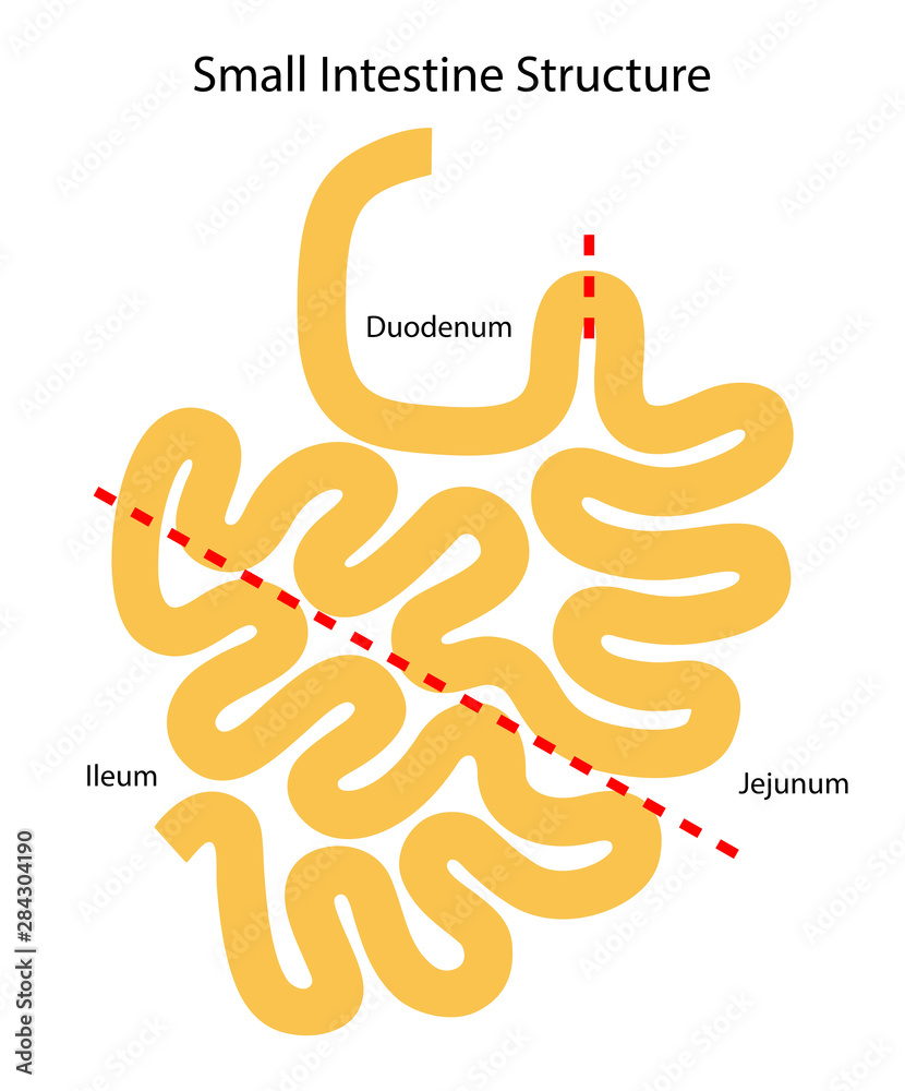 Human internal organs: small intestine structure - Ileum, Jejunum ...