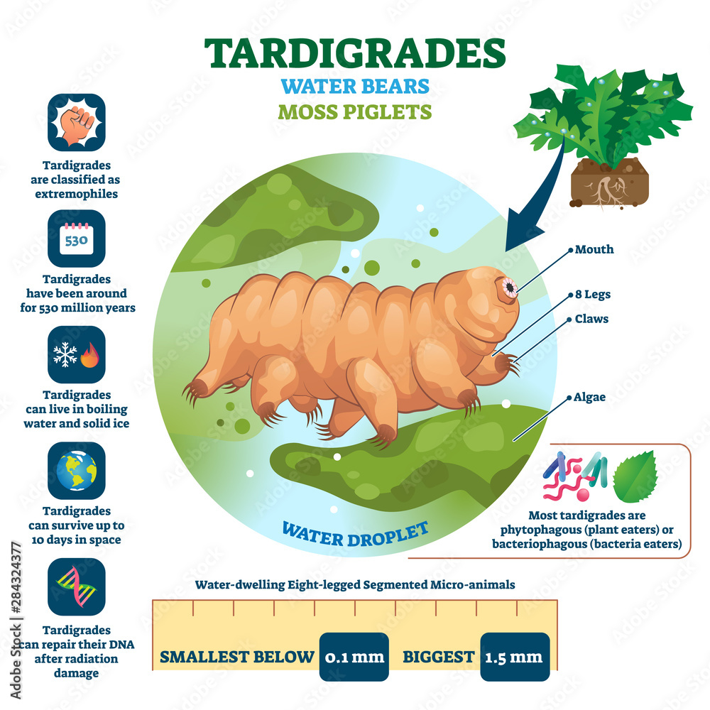 Tardigrades Water Bears vector illustration. Labeled described moss ...