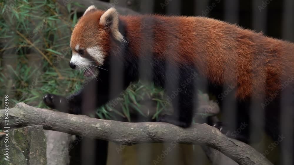 Red Panda (Ailurus fulgens) in Zoo Behind Cage Bars. Animal Violence ...