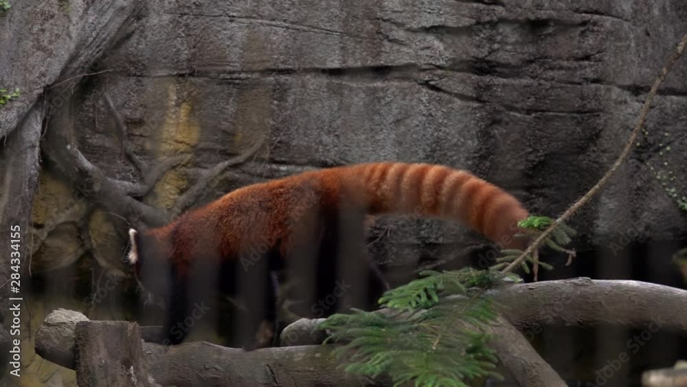 Red Panda (Ailurus fulgens) in Zoo Behind Cage Bars. Animal Violence ...