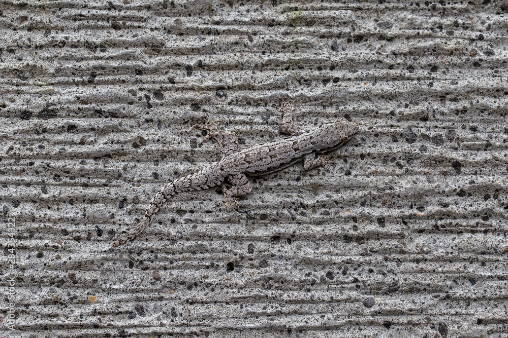House lizard disguise the wall. Island Bali, Indonesia Stock Photo ...