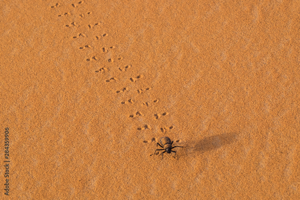 Morocco, Sahara. Dung beetle, (Scarabaeus sacer) walks across sand ...