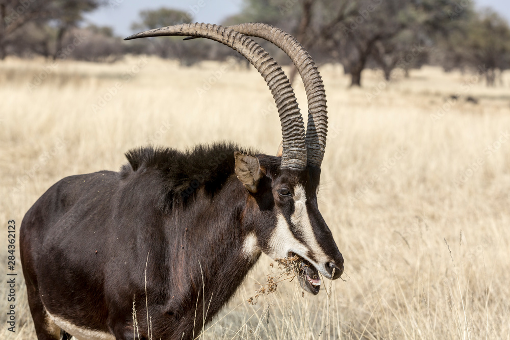 Africa, Namibia, Windhoek, Okapuka Ranch. Close-up of sable antelope ...