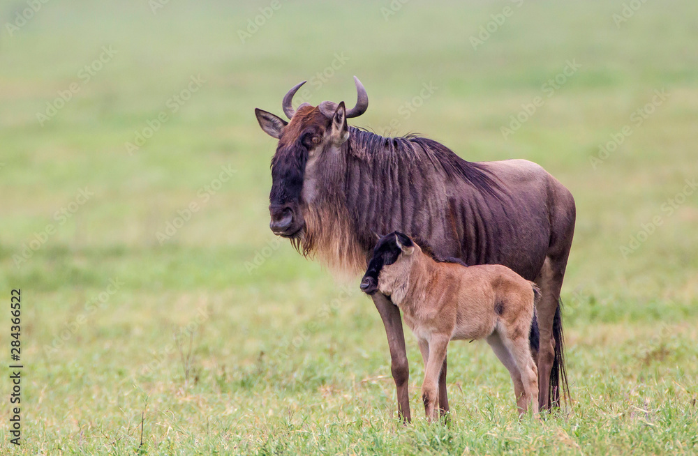 Adult wildebeest stands beside a recently born calf leaning against it, both facing sideways to ...