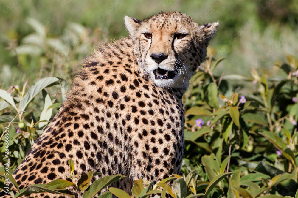 Single adult cheetah, neck hackles raised, sits partially hidden in ...