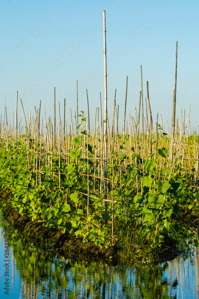Myanmar. Shan State. Inle Lake. Floating farm. Tomato plants. Stock ...