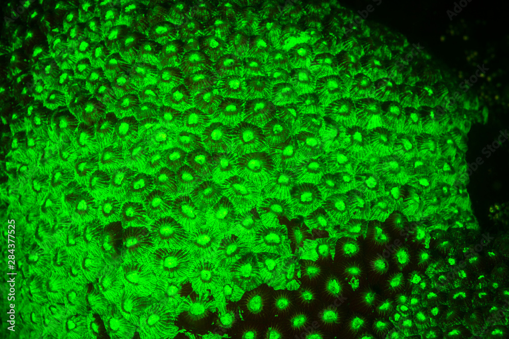Natural occurring fluorescence in underwater hard coral (Diploastrea ...
