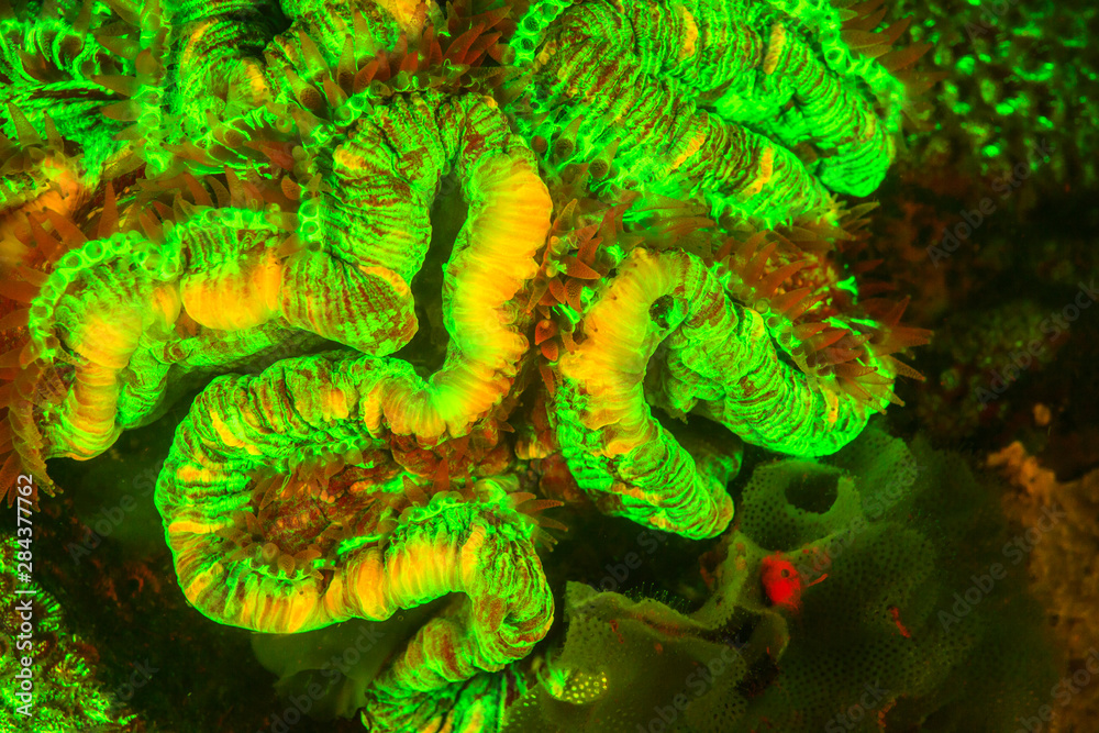 Natural occurring fluorescence in underwater hard corals (Tracbyphyllia ...