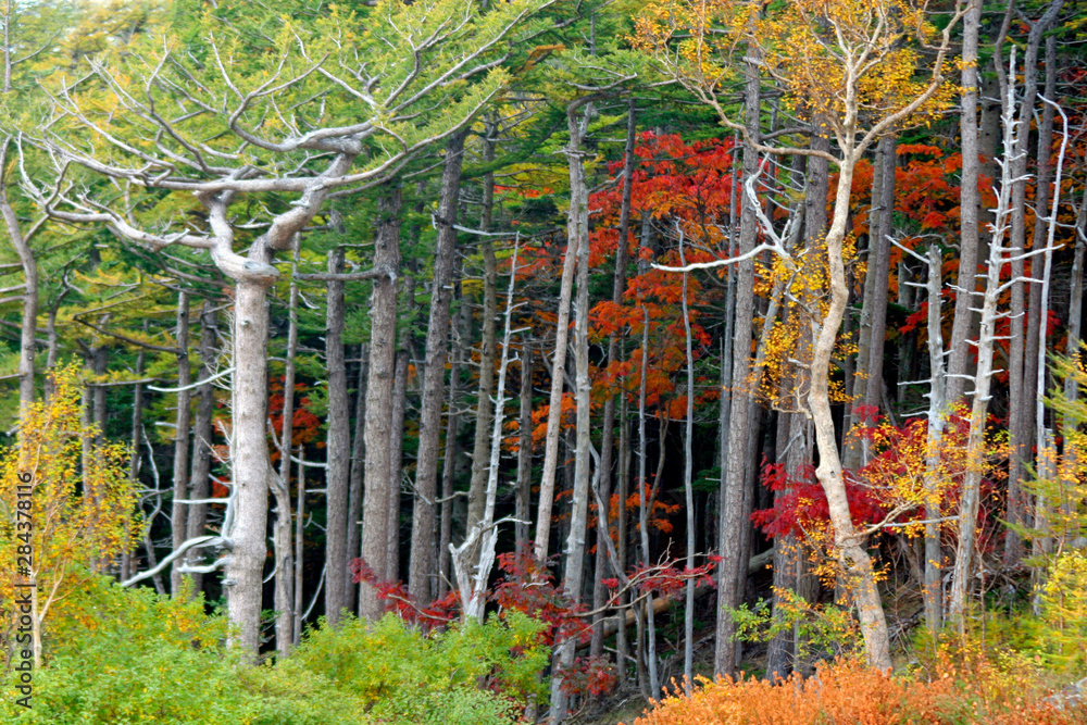 Asia, Japan, Hakone. Fall colors of the Fuji-Hakone-Izu National Park ...