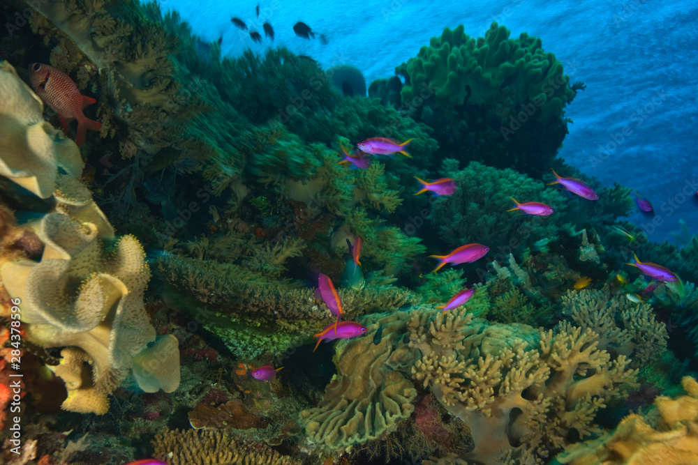 purple fairy basslets, Scuba Diving at Tukang Besi/Wakatobi Archipelago ...