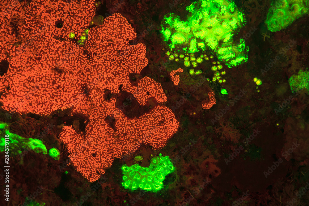 Natural occurring fluorescence in underwater orange fluorescing ...