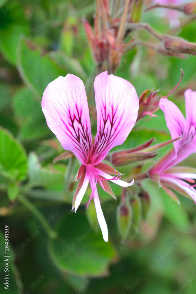 ペラゴニウム・ハートリーフ（Pelargonium cordifolium - Heartleaf Geranium） Stock Photo ...