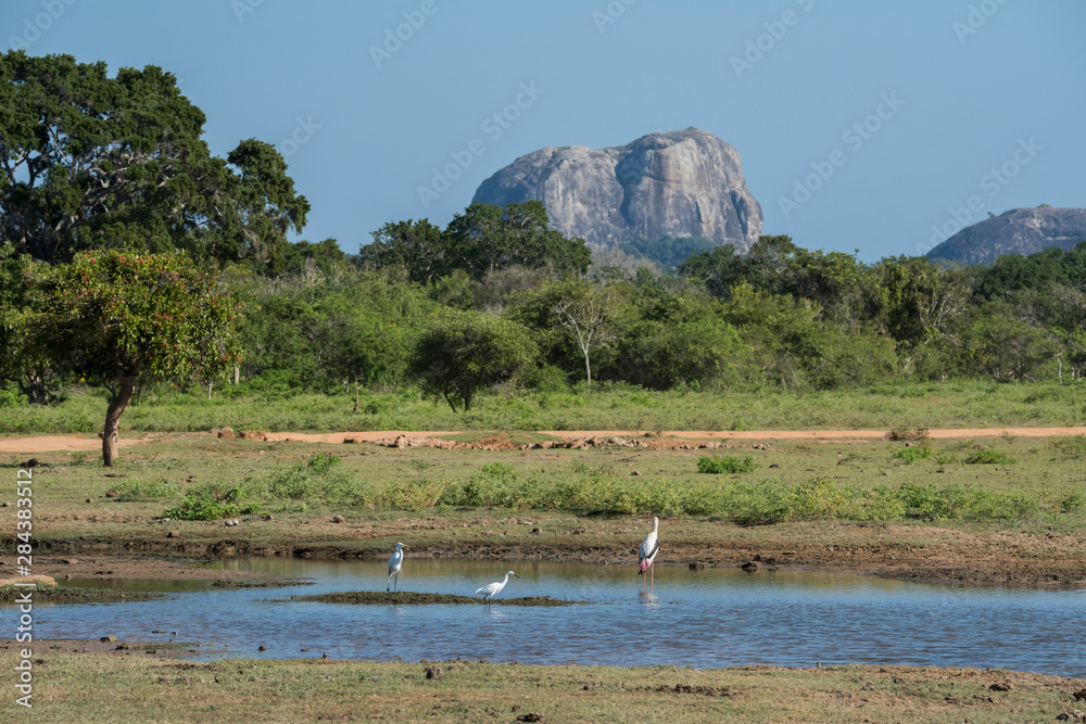 Stockfoto Sri Lanka, Yala National Park, Ruhuna National Park (block 1 ...