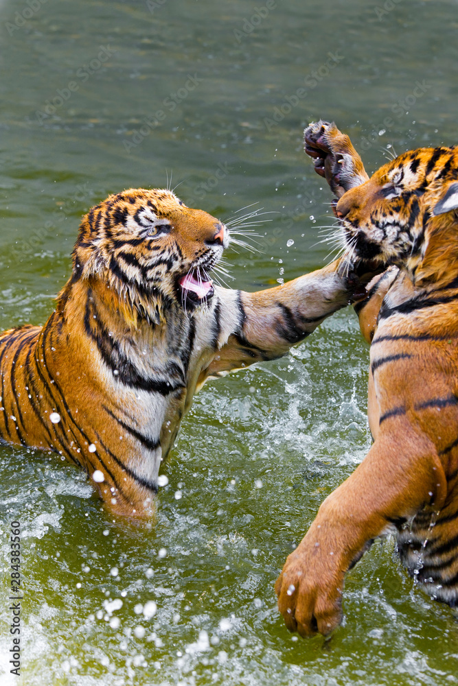 Tigers play fighting in water, Indochinese tiger or Corbett's tiger ...