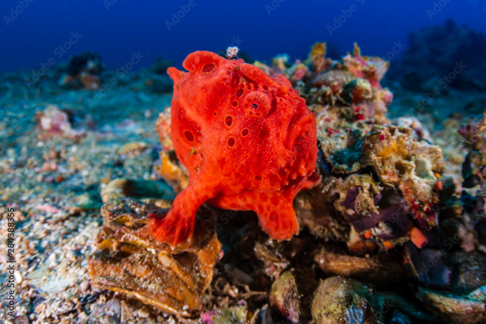 Frogfish Coral Reef