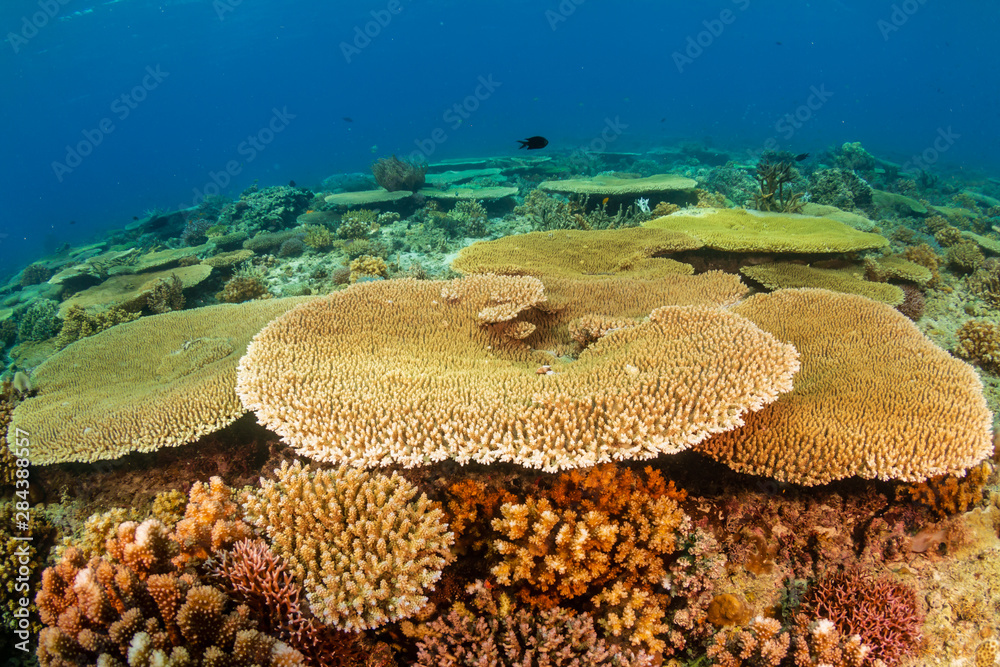 Table Reef
