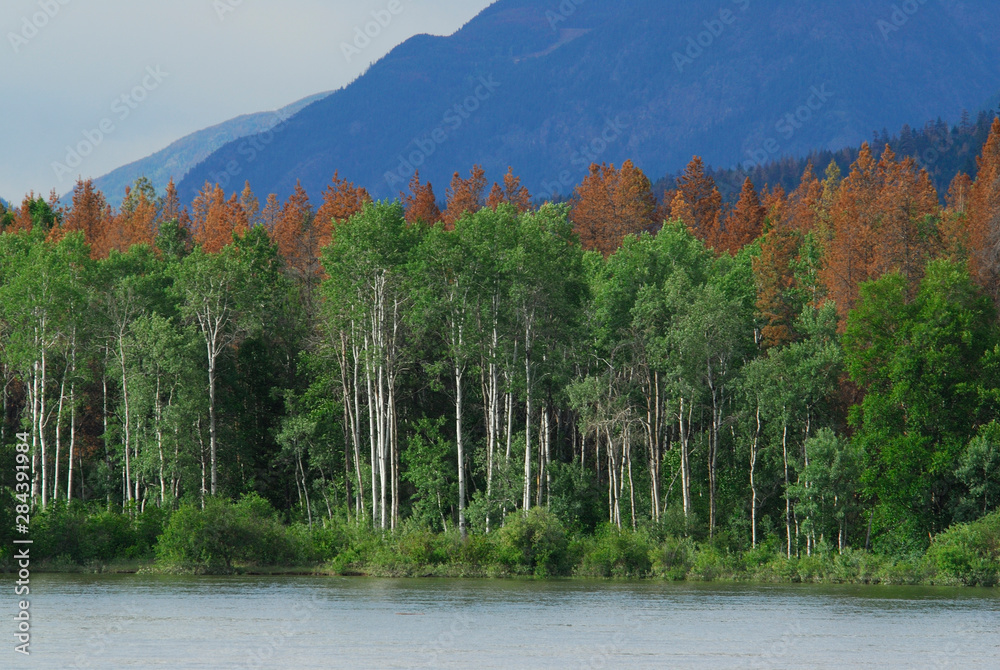Canada: British Columbia, near Barriere, North Thompson River, aspen ...