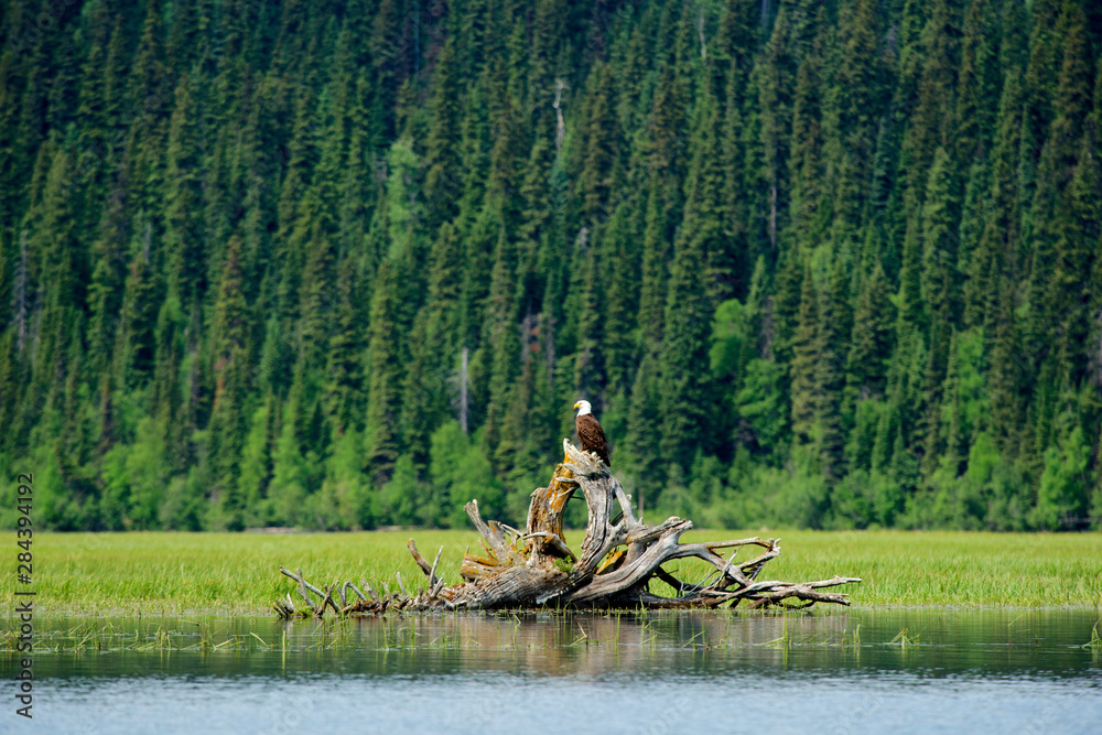 Bald Eagle Taiga Biome