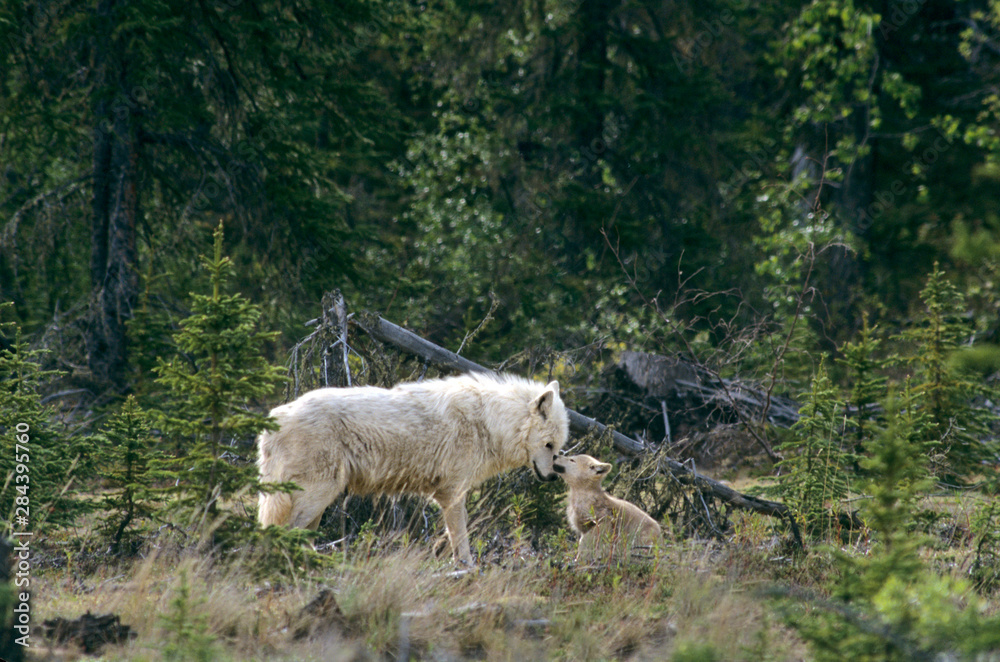Foto de Canada, Northwest Territories, Great Slave Lake. Wild gray wolf ...