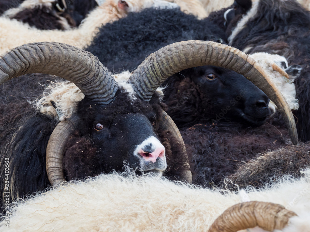 Famous for horned rams. Separation of the sheep after driving down the ...