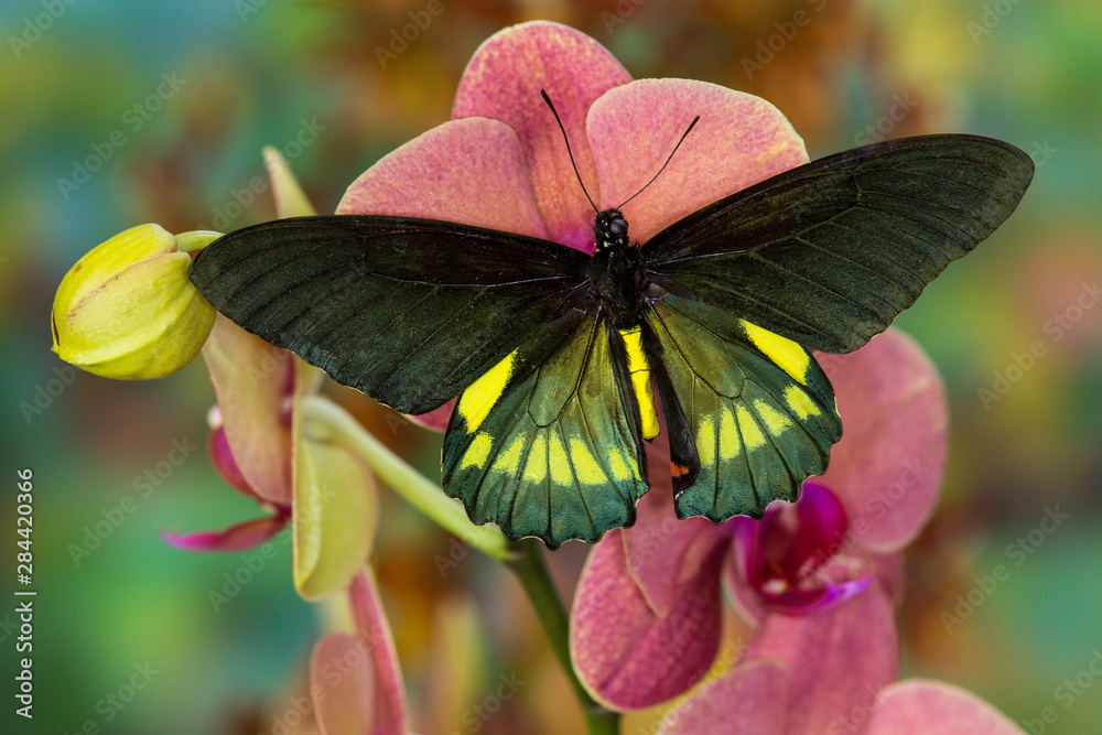 Belus Swallowtail Butterfly, Battus belus Cochabamba on orchid Stock ...