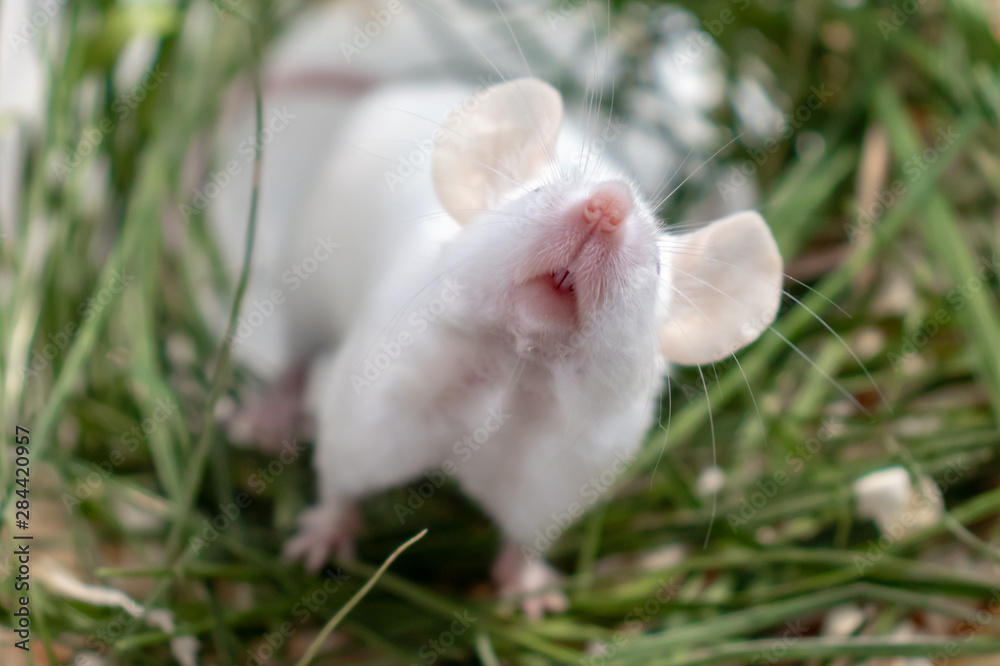 White albino laboratory mouse sitting in green dried grass, hay. Cute ...
